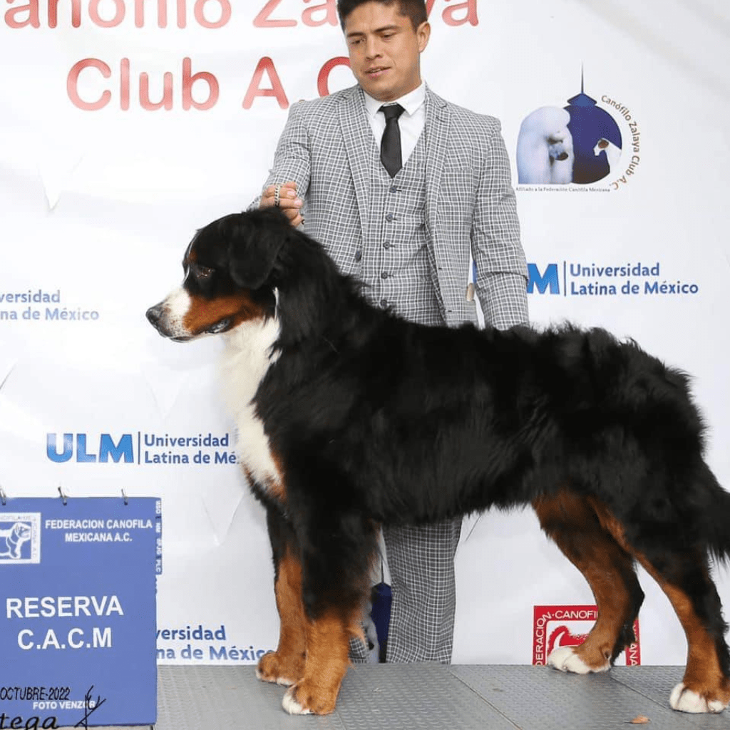 Diferencias entre Bernes de la Montana y San bernardo
